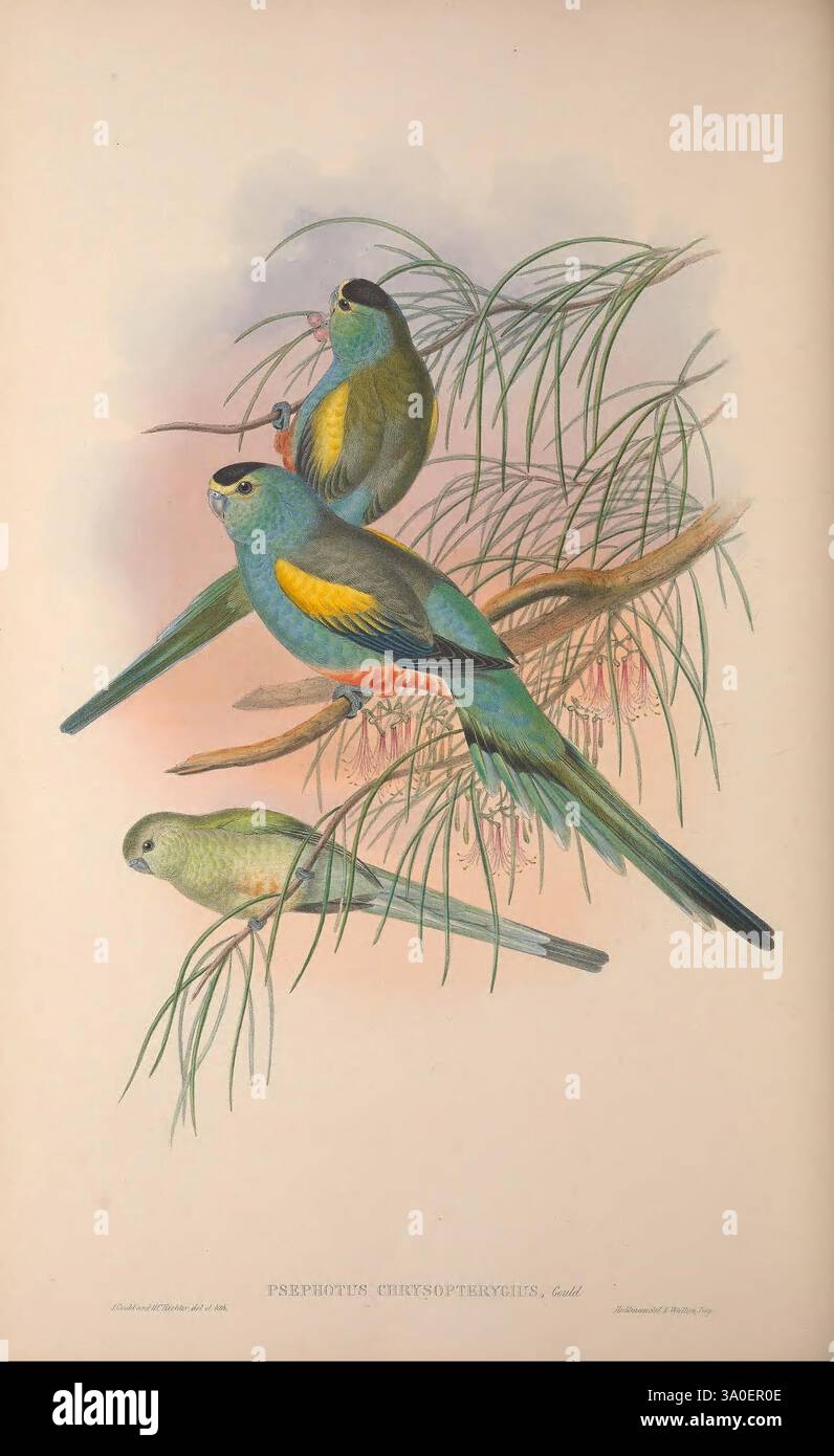 Vibrant depiction of three parakeets hi-res stock photography and ...