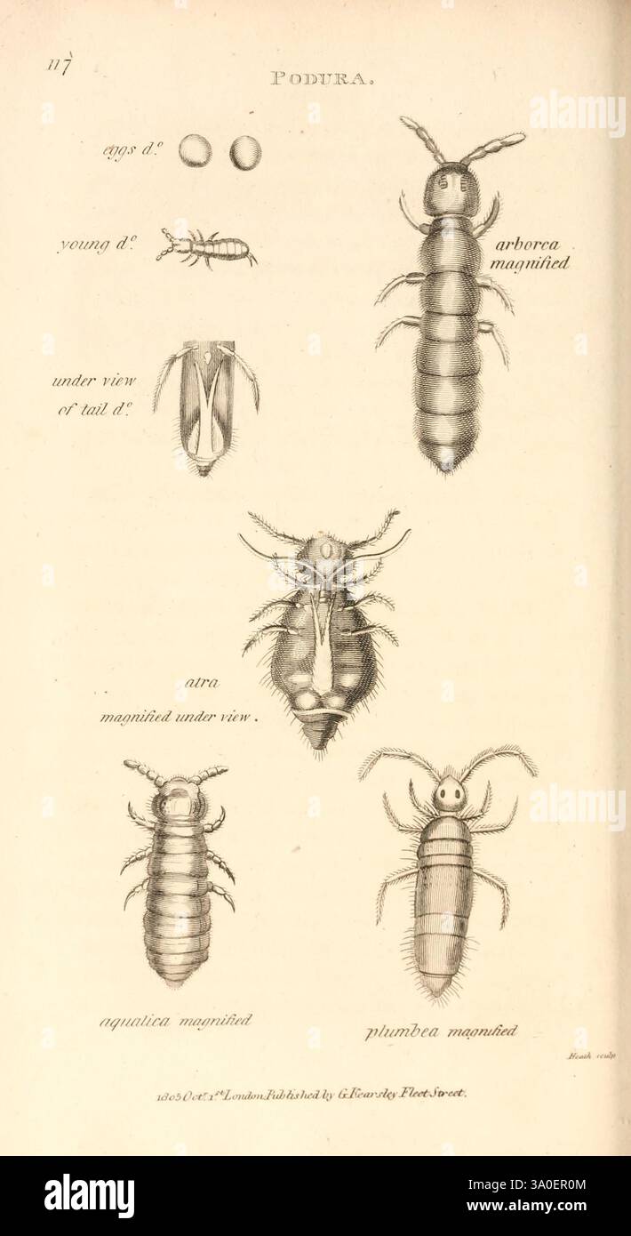 Forms of insects belonging hi-res stock photography and images - Alamy