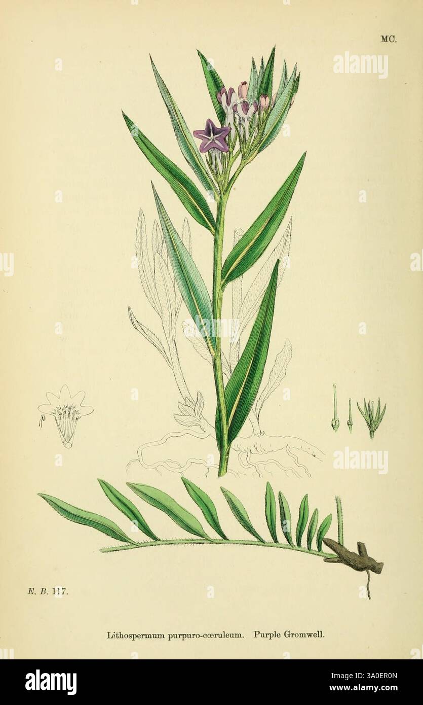 English, botany, Coloured, figures, British, plants, London, R ...