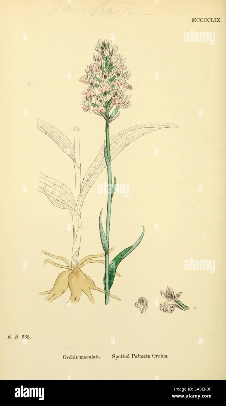Illustrations historical significance in botanical documentatio hi-res ...