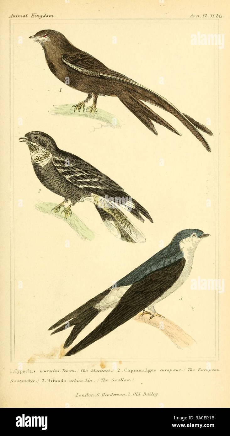 The, animal, kingdom, arranged, according, to, its, organization ...