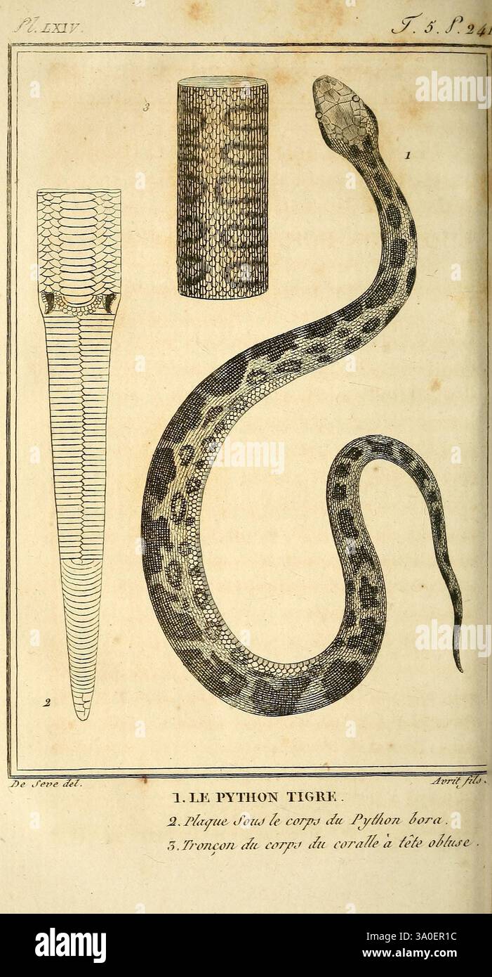 Snake body as numbers hi-res stock photography and images - Alamy