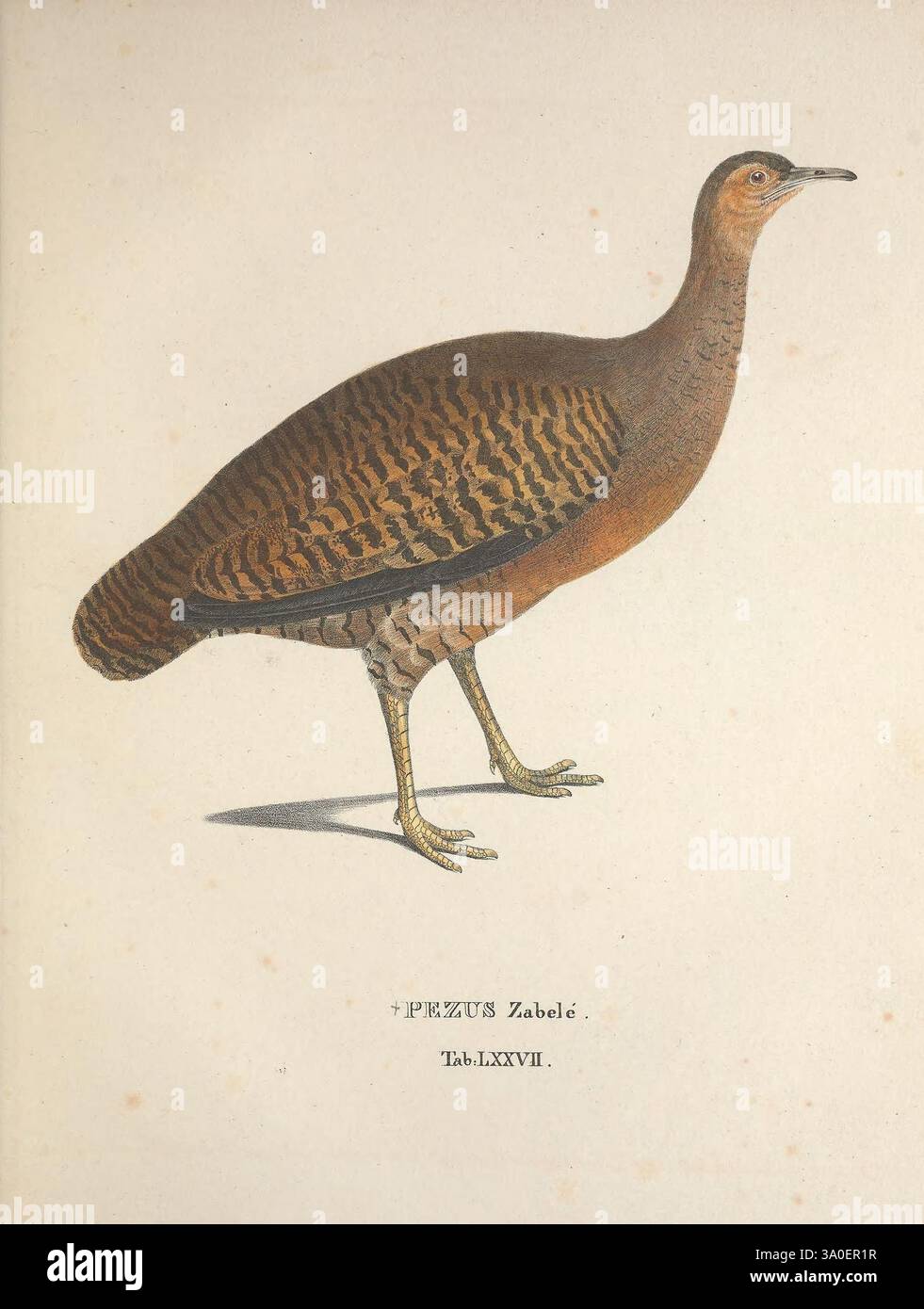 Zabele hi-res stock photography and images - Alamy