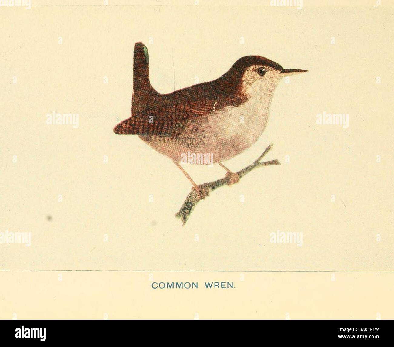 Wrens charming features hi-res stock photography and images - Alamy