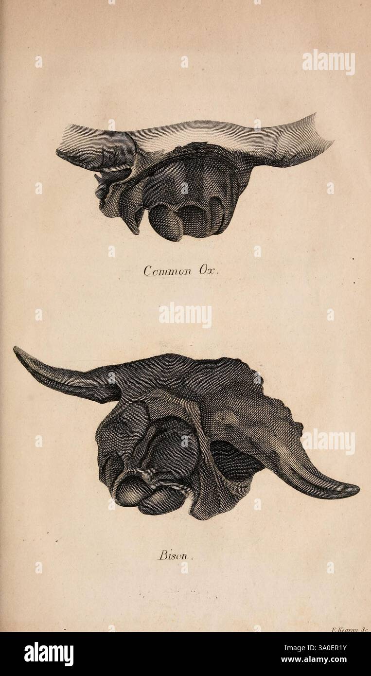 Bison skull hi-res stock photography and images - Alamy