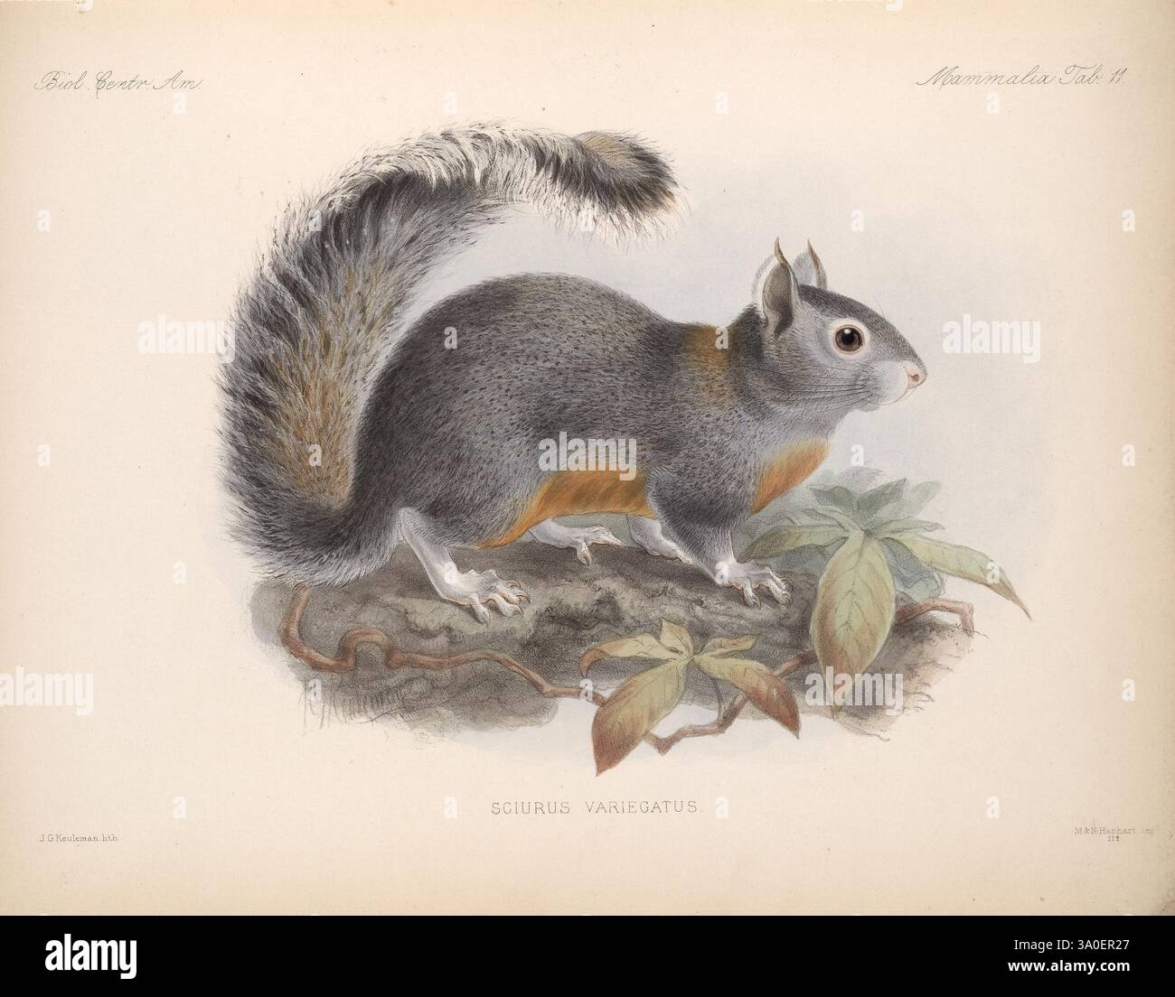 Edward brown squirrel hi-res stock photography and images - Alamy