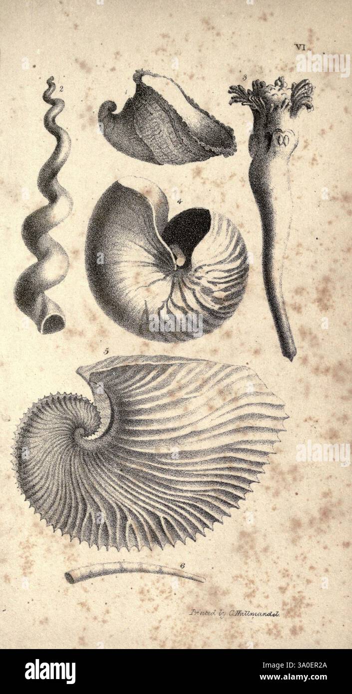 Spiraled nautilus shell showcases hi-res stock photography and images ...