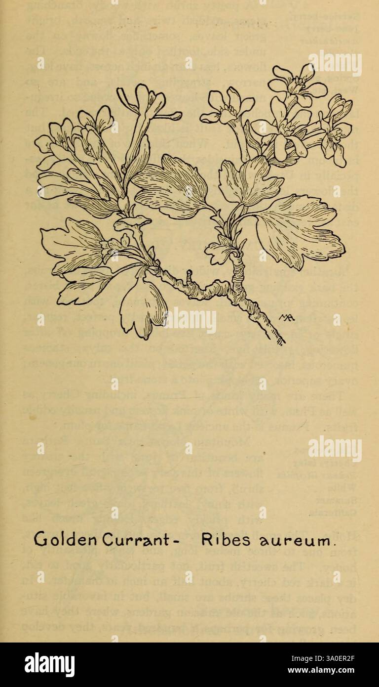 Family grossulariaceae hi-res stock photography and images - Alamy