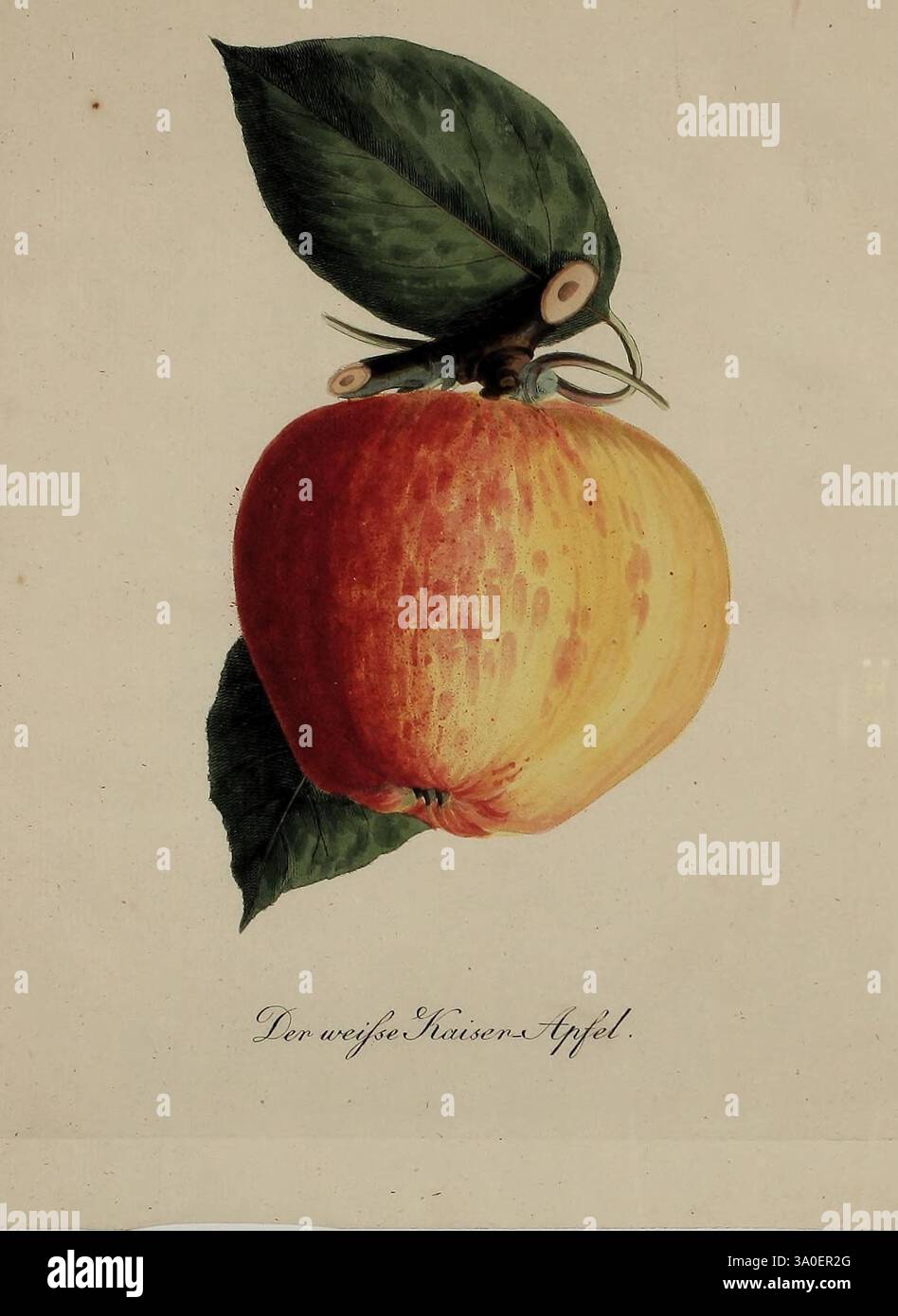 Fortsetzung des Allgemeinen teutschen Garten-Magazins, Weimar, Im ...