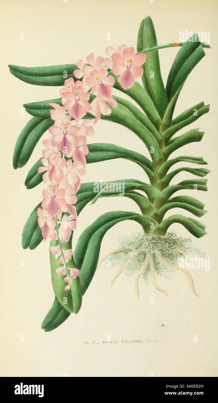 Striking cluster of pale pink flowers hi-res stock photography and ...