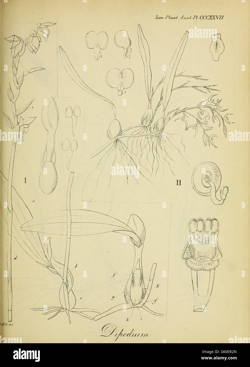 Icones Plantarum Asiaticarum, Calcutta, Bishop's College Press, 1847-54 ...