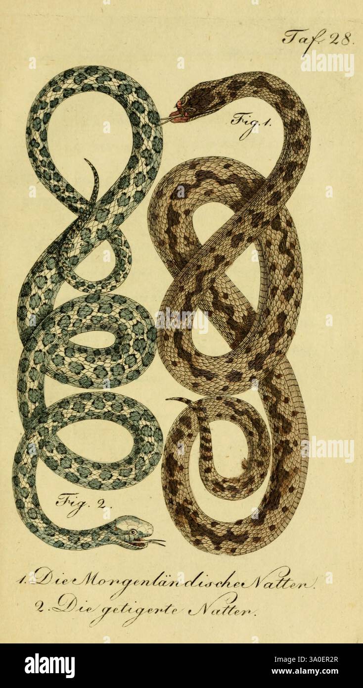 Herrn de la Cepede's Naturgeschichte der Amphibien, oder der ...