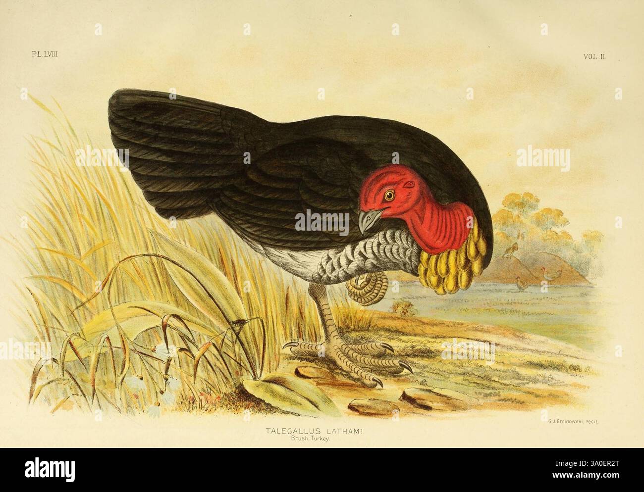 Strong legs supporting hi-res stock photography and images - Alamy