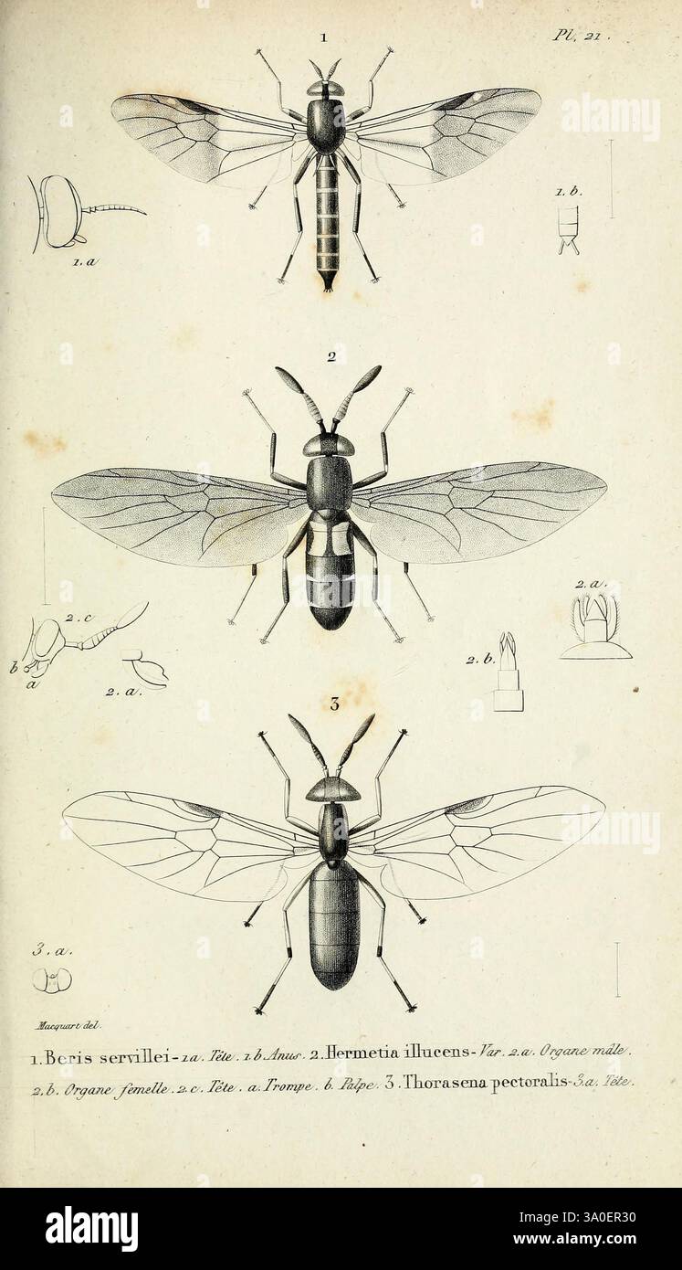 Diptères, exotiques, nouveaux ou peu connus, Paris, Roret, 1838-1843 ...