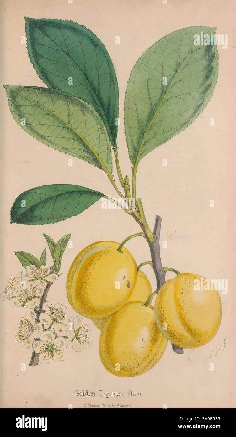 Golden en green plum tree hi-res stock photography and images - Alamy