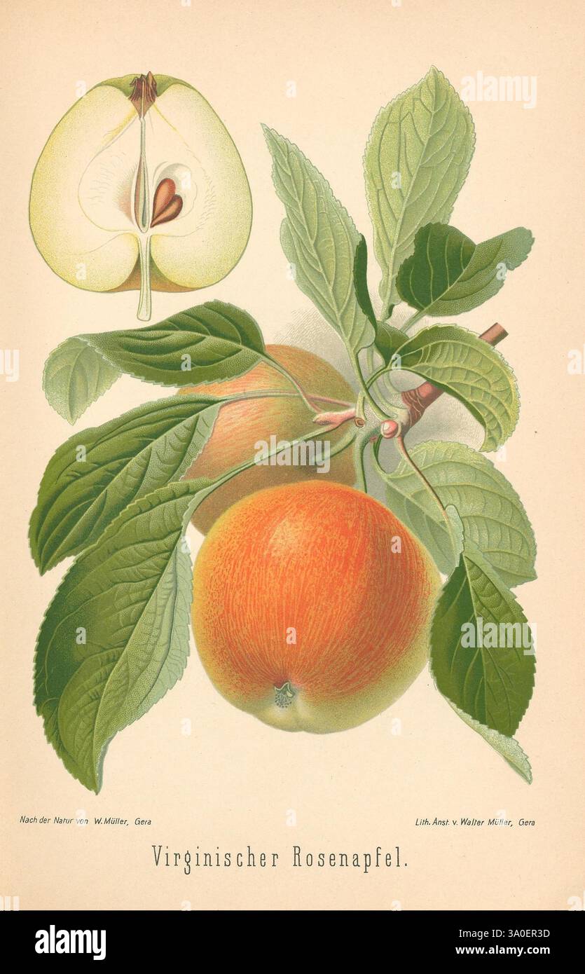 Virginia rose apple hi-res stock photography and images - Alamy