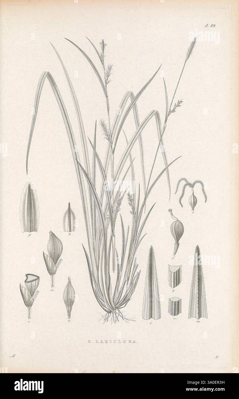 Illustrations of the genus Carex, London, William Pamplin, 1858-1867 ...
