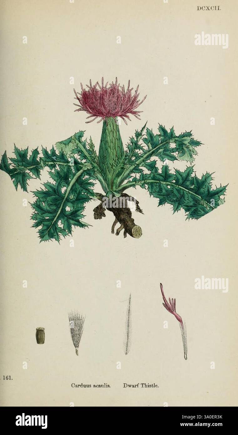 English Botany Coloured Figures British Plants London R. Hardwicke 1863 ...