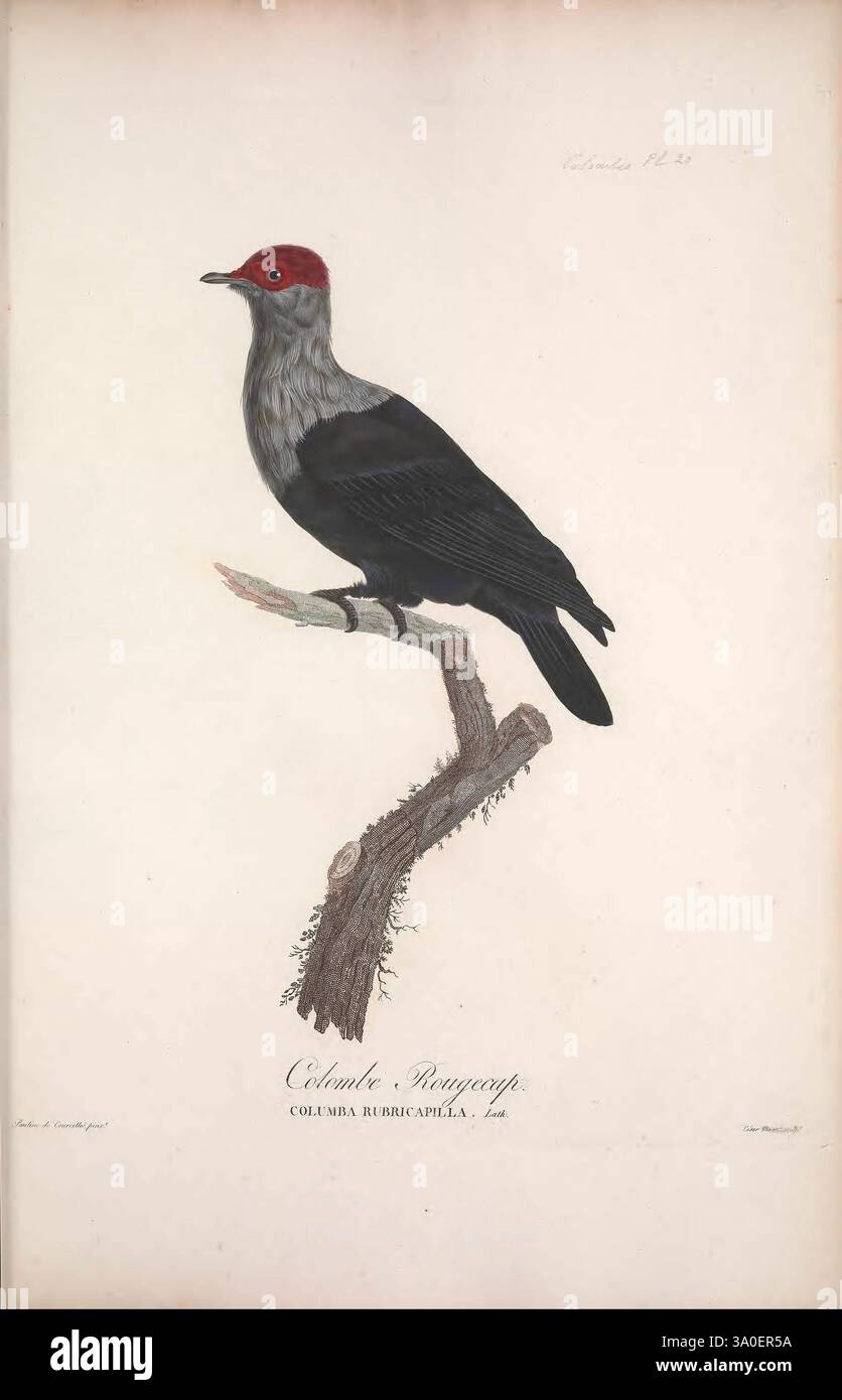 Les pigeons, by Madame Knip, née Pauline de Courcelles, the text by C.J ...