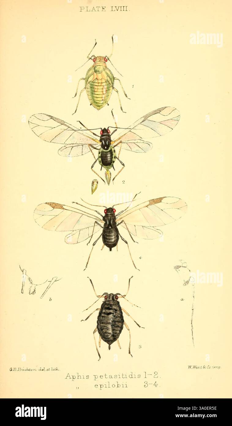 Diversity in aphid morphology hi-res stock photography and images - Alamy