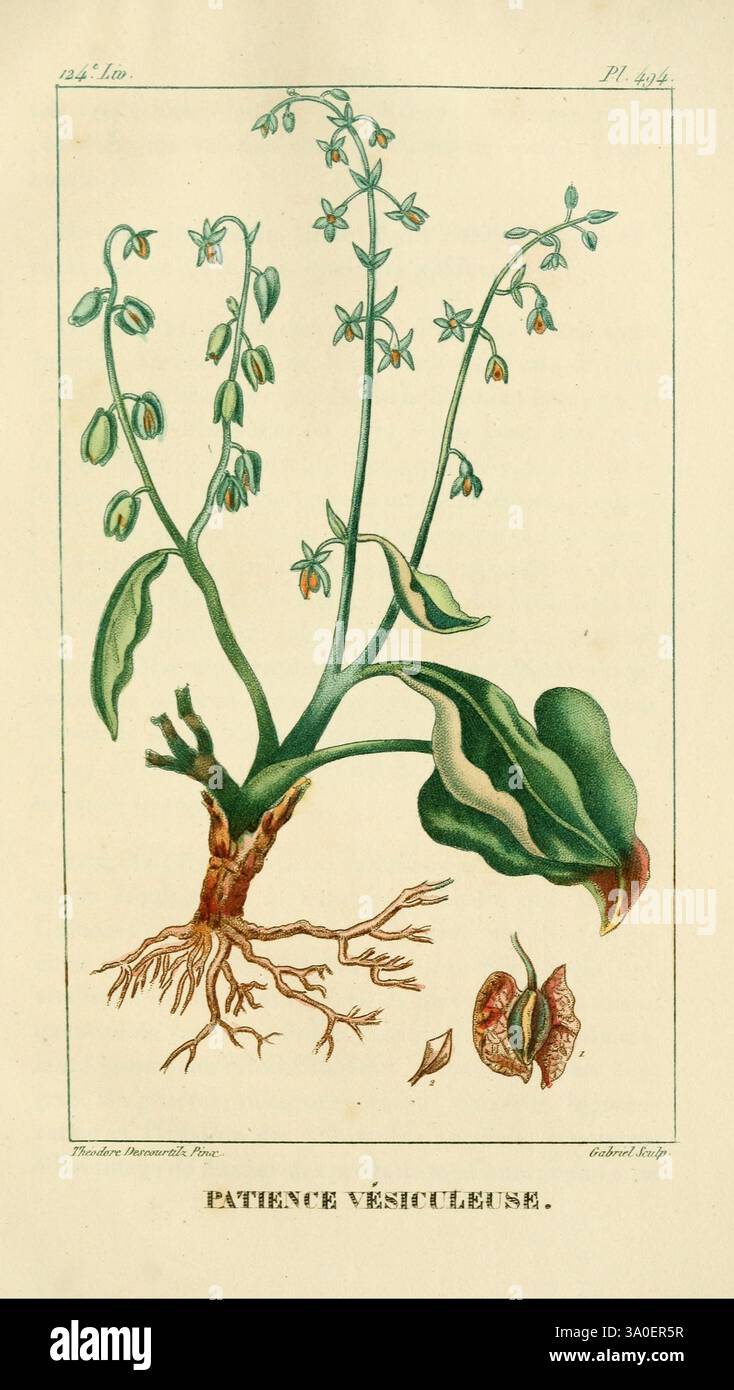 Flore pittoresque et médicale des Antilles, Paris, Pichard, 1821-1829 ...