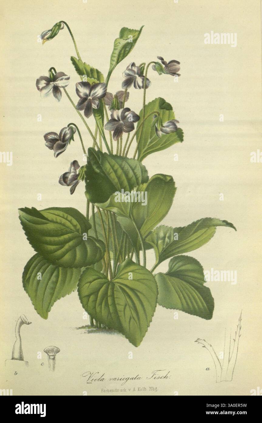 Viola arcuata hi-res stock photography and images - Alamy