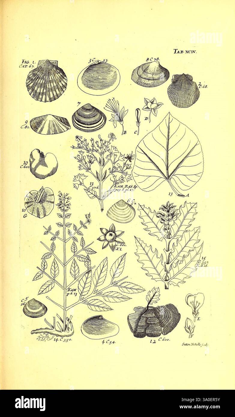 Showcasing various types of mollusks hi-res stock photography and images - Alamy