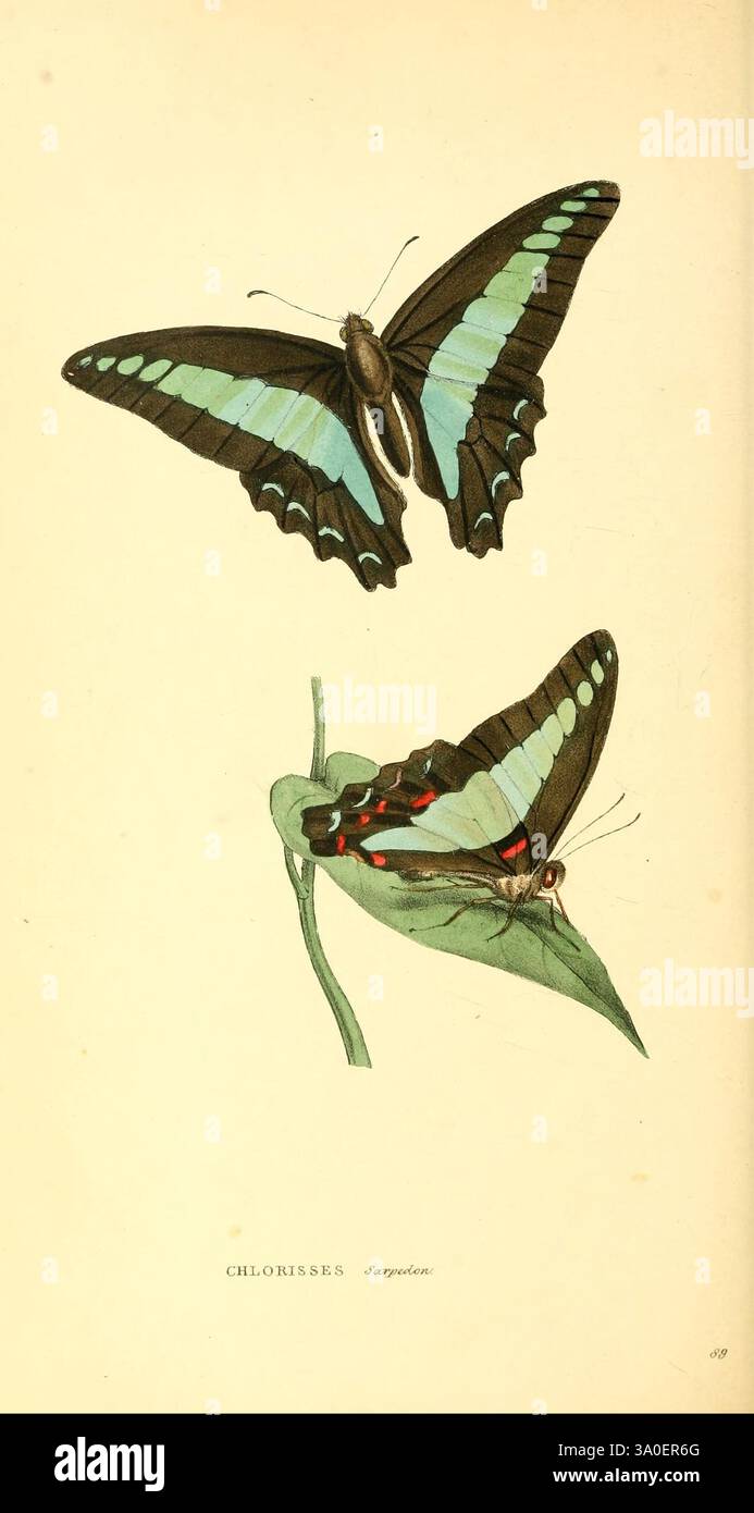 Illustration features two intricately detailed butterflies hi-res stock ...