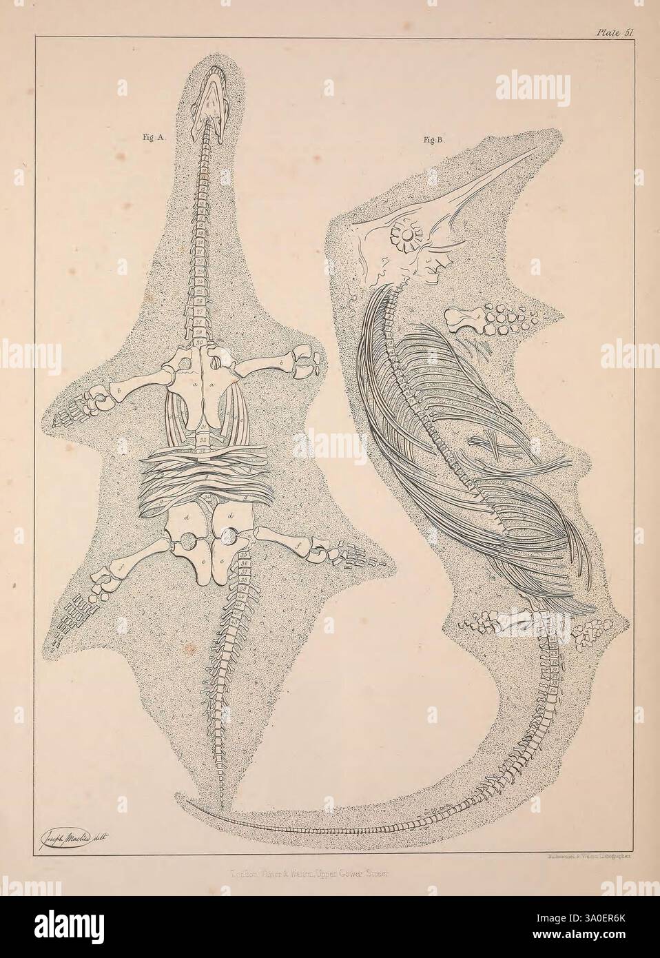 Anatomical diagrams of marine creatures hi-res stock photography and ...
