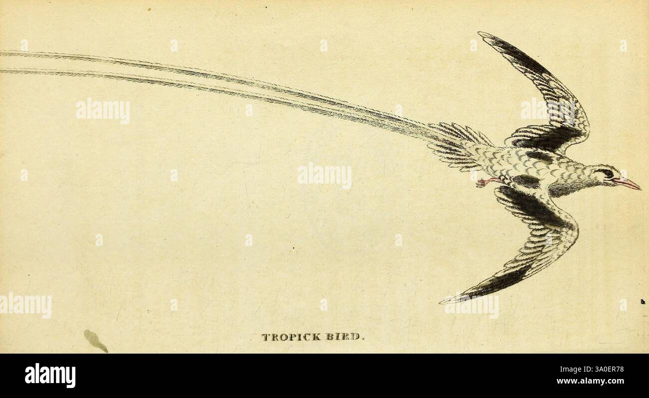 The Naturalist's Pocket Magazine, or Compleat Cabinet of the ...