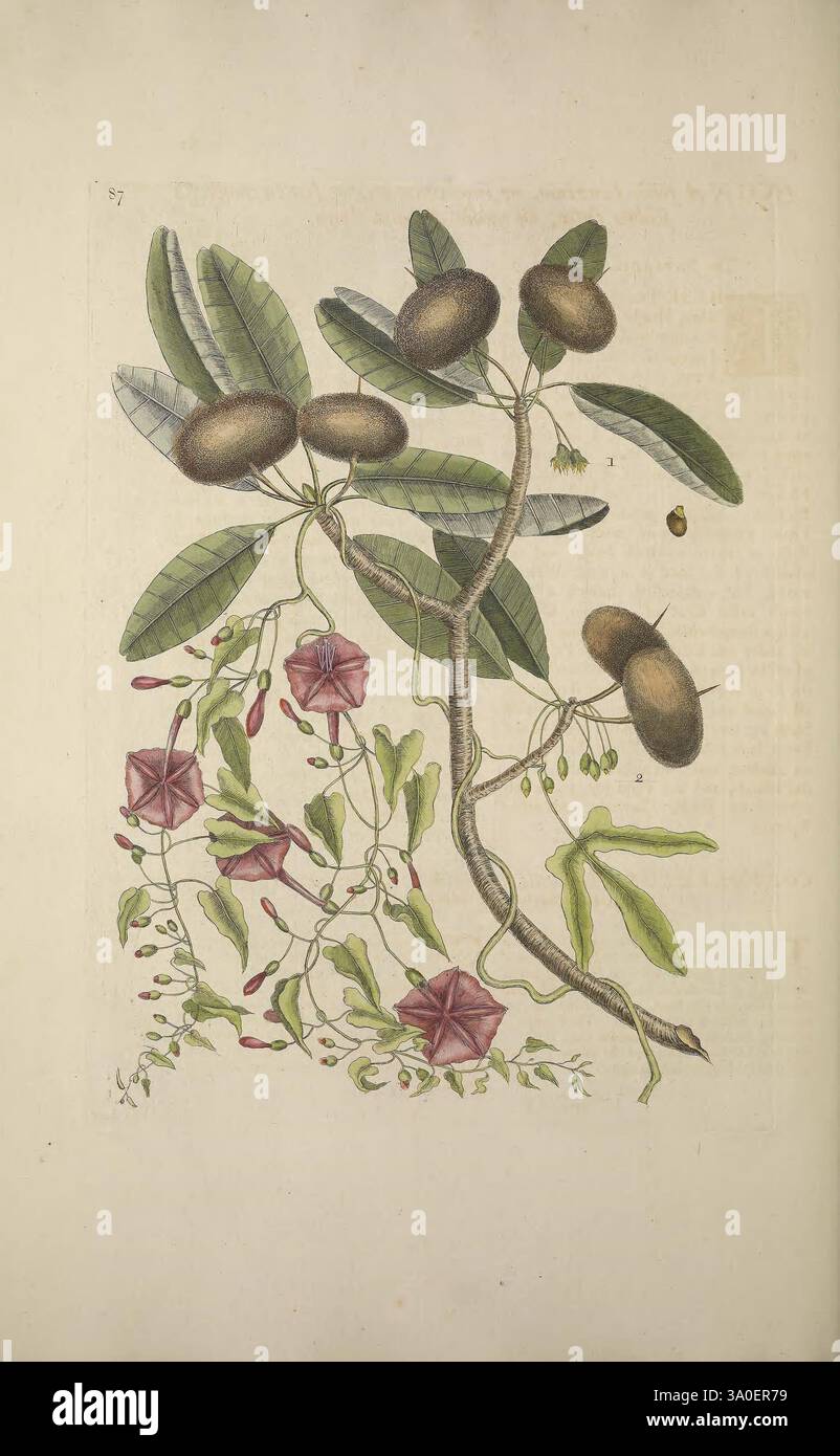 Family convolvulaceae ipomoea ericales taxonomy hi-res stock ...