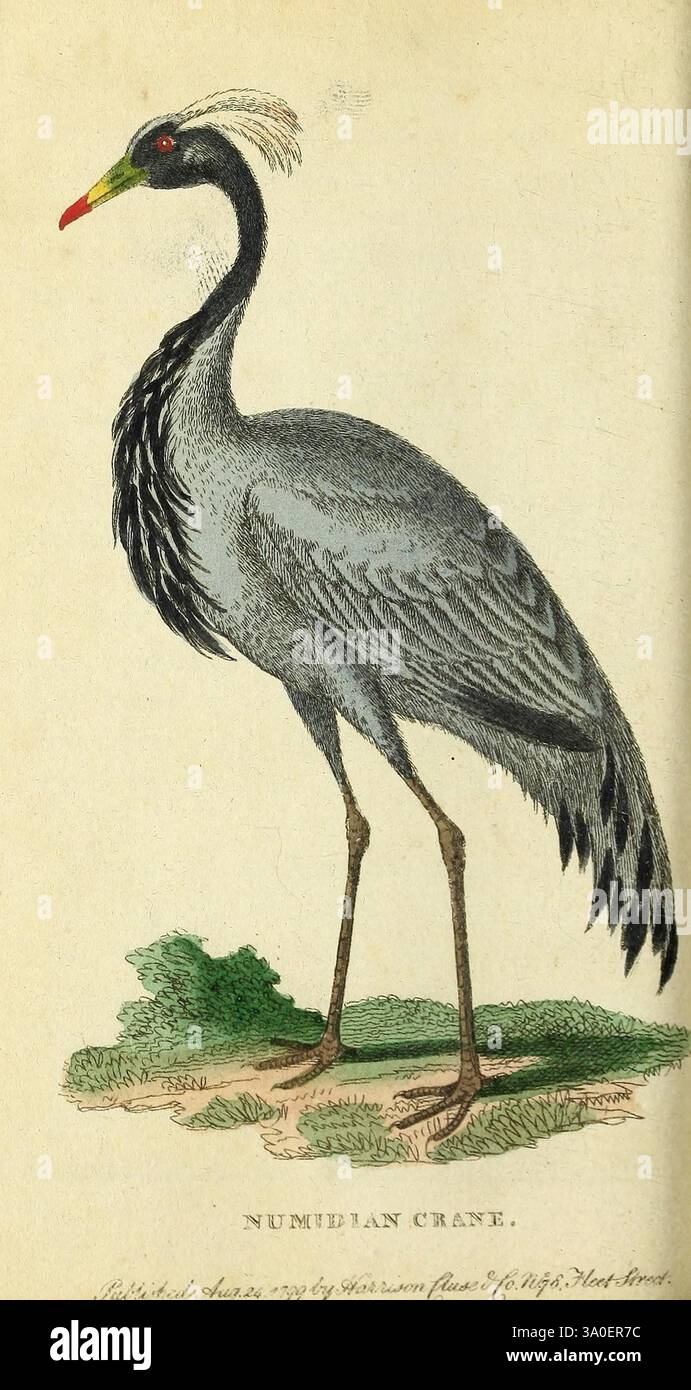 The Naturalist's Pocket Magazine, or Complete Cabinet of the ...