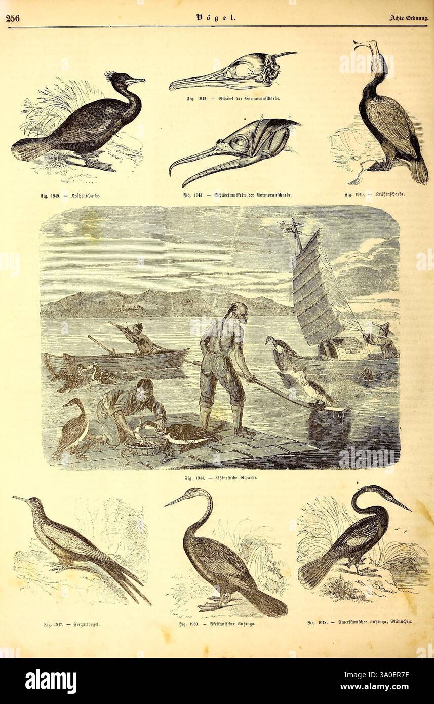 Illustration features three bird species depicted hi-res stock ...