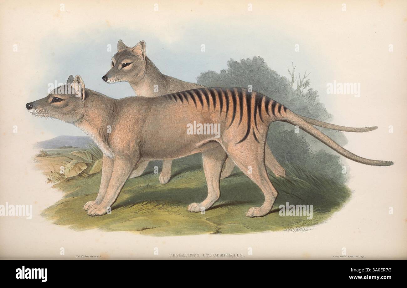 Tigers ears back hi-res stock photography and images - Alamy