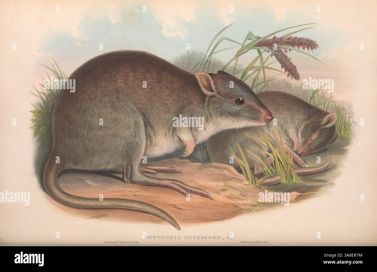 Illustration features two small marsupials hi-res stock photography and ...