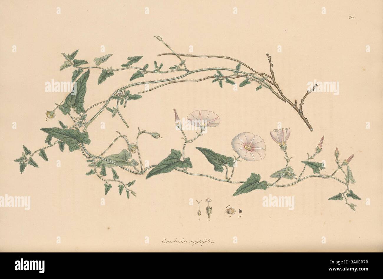 Flora Graeca, sive, Plantarum rariorum historia, quas in provinciis aut ...