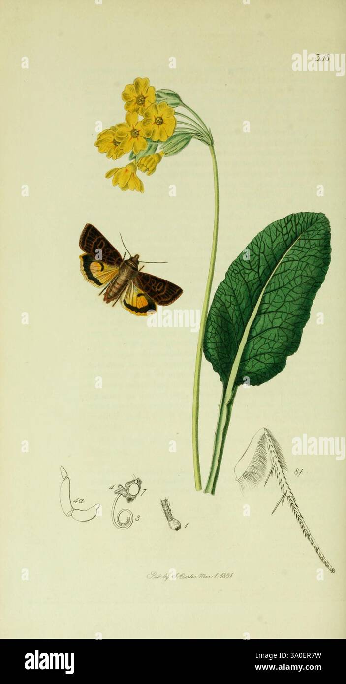 Brown curled leaf moth hi-res stock photography and images - Alamy