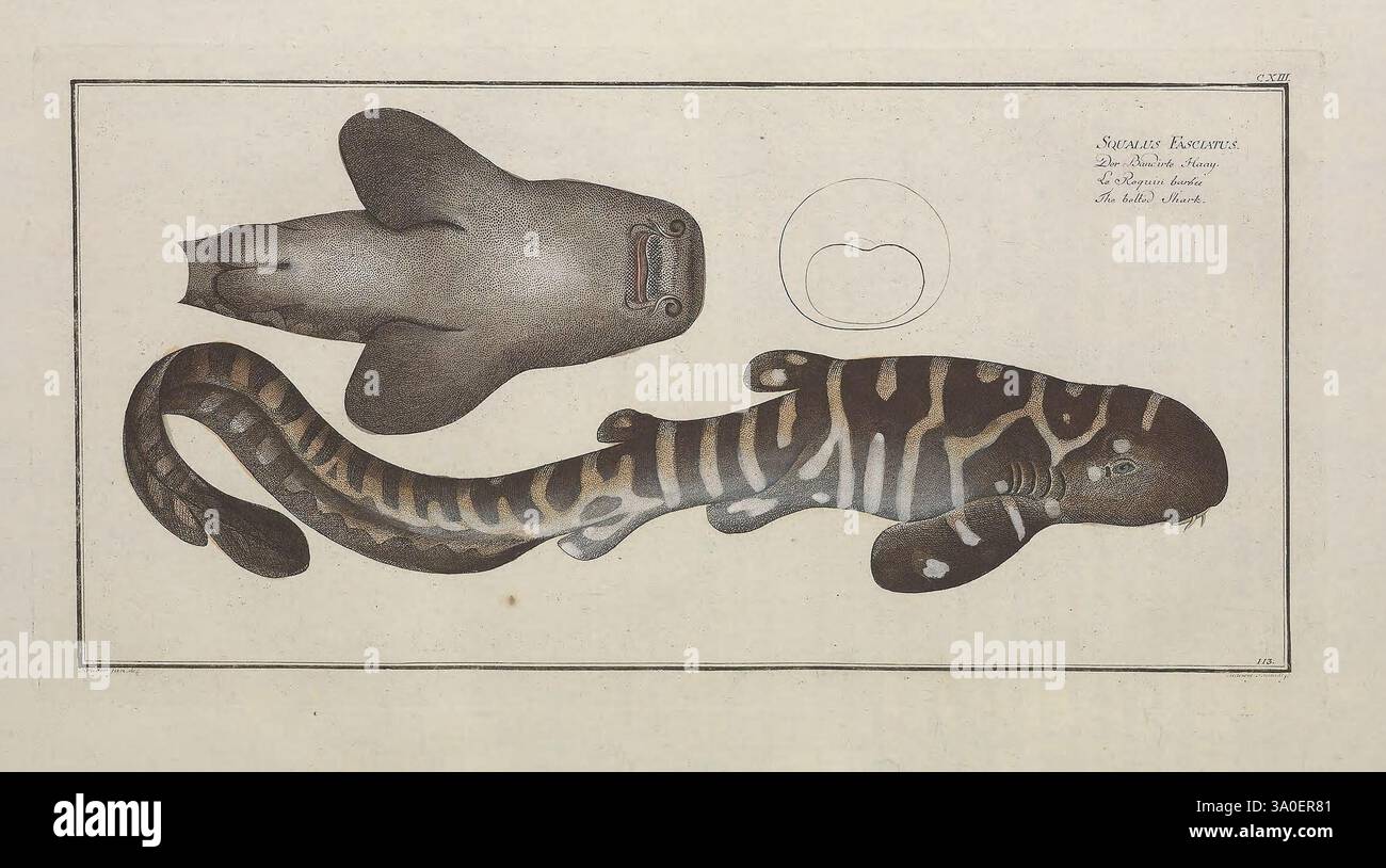 Illustration showcases two distinct species of sharks hi-res stock ...