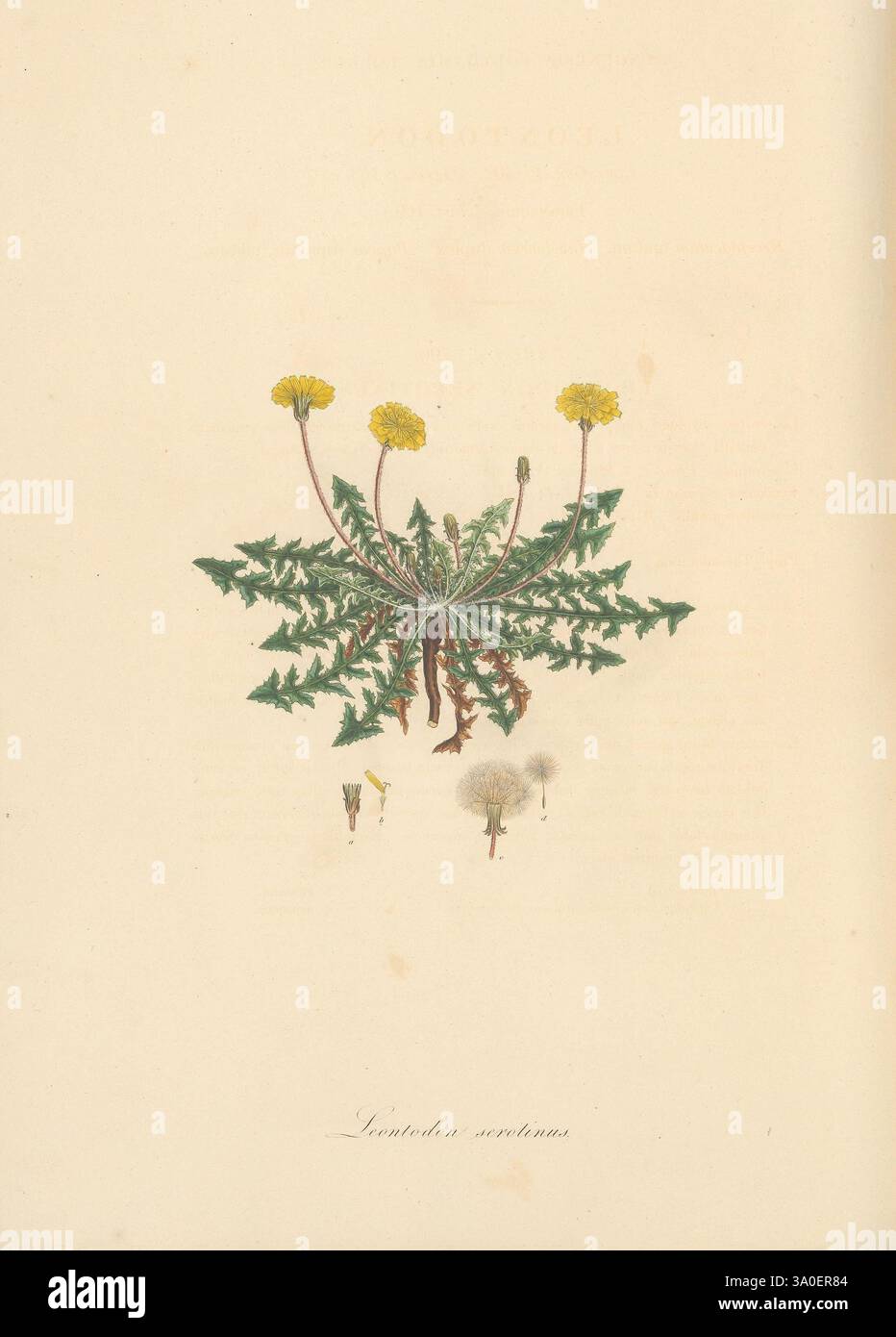 Flora Graeca, sive, Plantarum rariorum historia, quas in provinciis aut ...