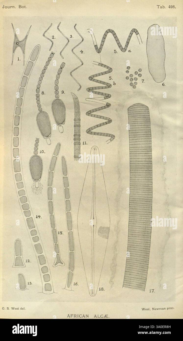 Studying algal varieties hi-res stock photography and images - Alamy