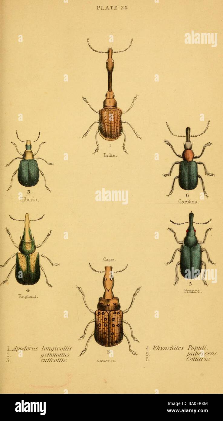 Six depicted beetles hi-res stock photography and images - Alamy