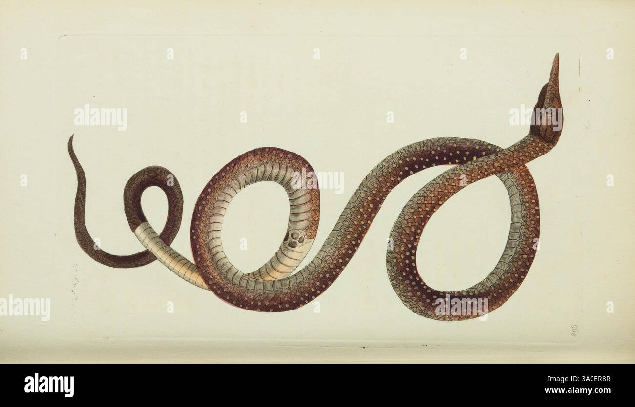 The naturalist's miscellany, or Coloured figures of natural objects ...