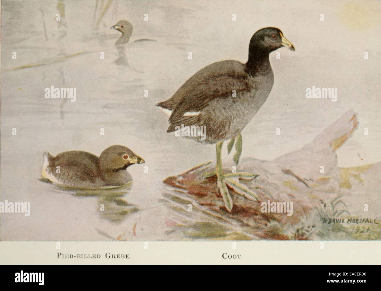 Subtle coloration blending hi-res stock photography and images - Alamy