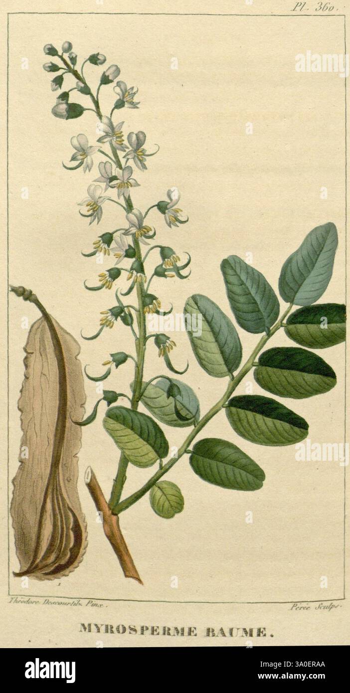 Flore médicale des Antilles, ou, Traité des plantes usuelles, Paris ...