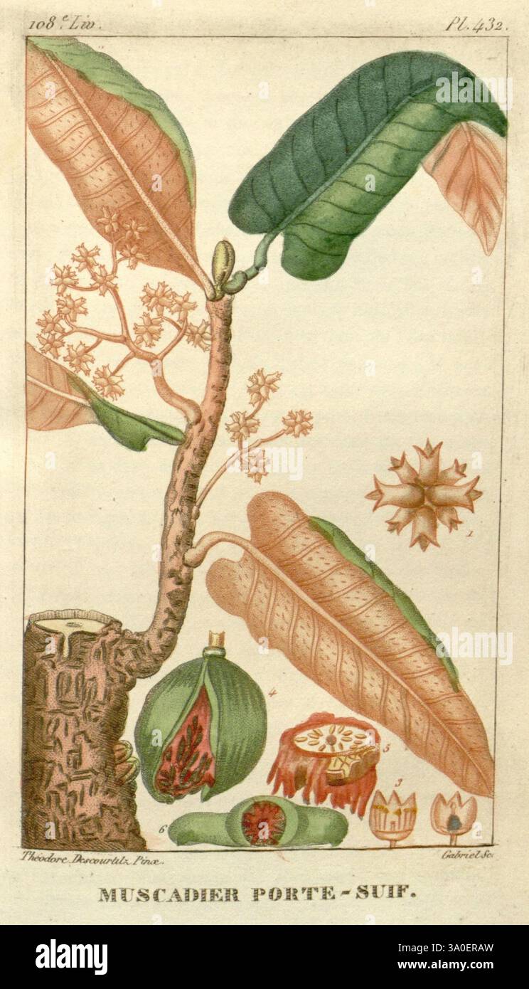 Flore médicale des Antilles, ou, Traité des plantes usuelles, Paris ...