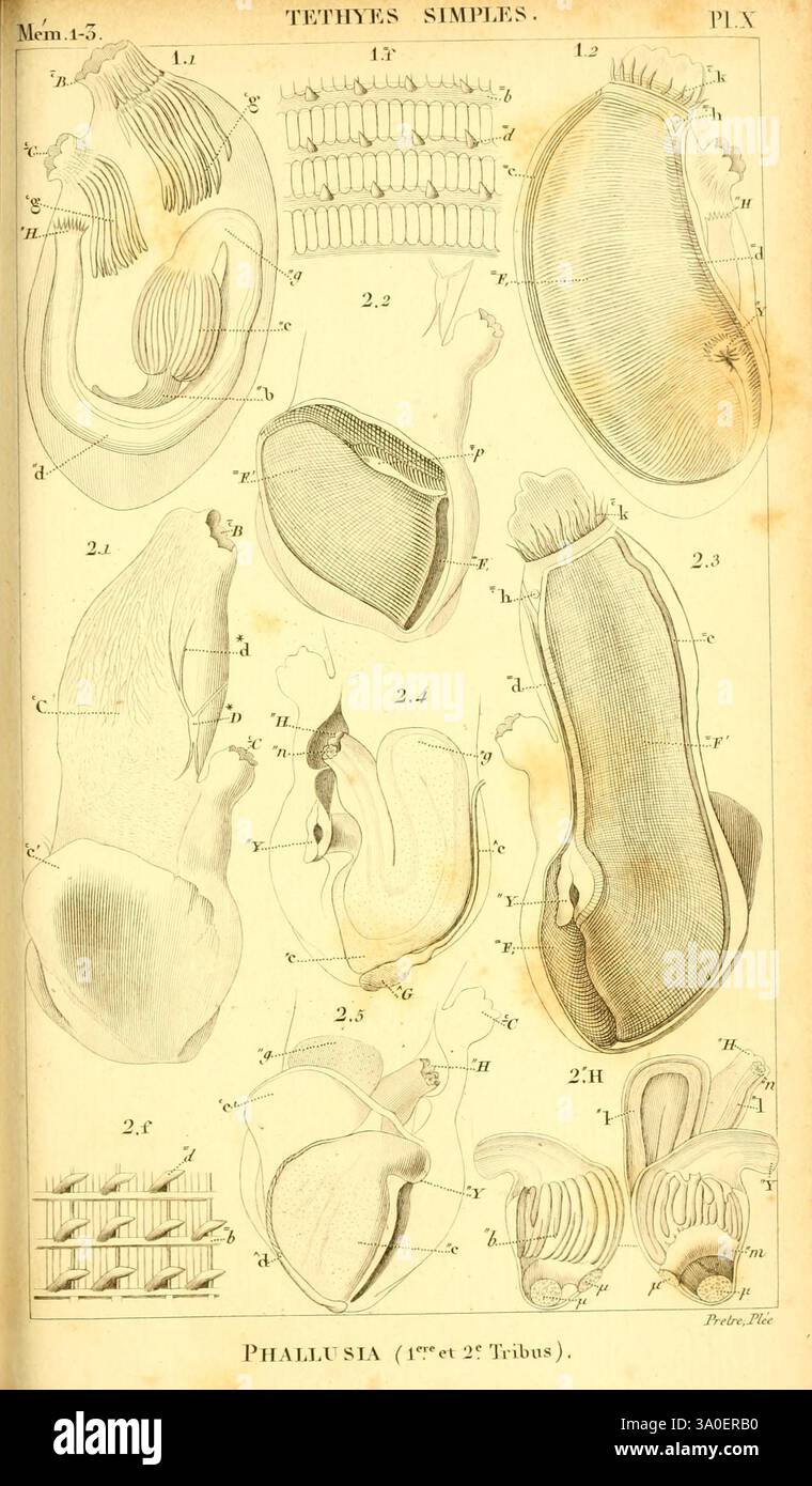 Series of detailed scientific drawings of various cephalopod for hi-res ...