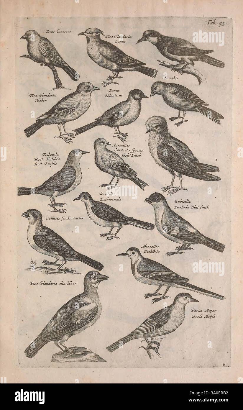 Mix of songbirds hi-res stock photography and images - Alamy