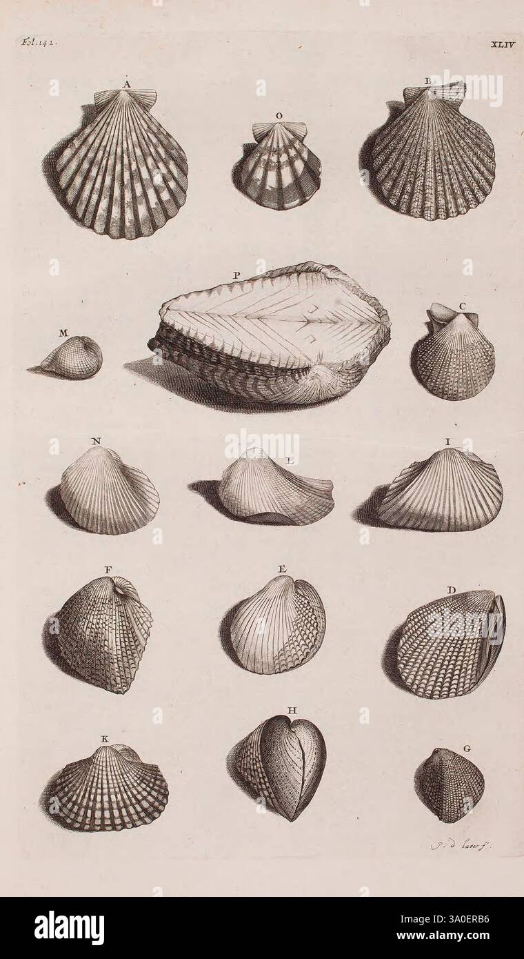 D'Amboinsche Rariteitkamer, T'Amsterdam, Gedrukt by François Halma ...