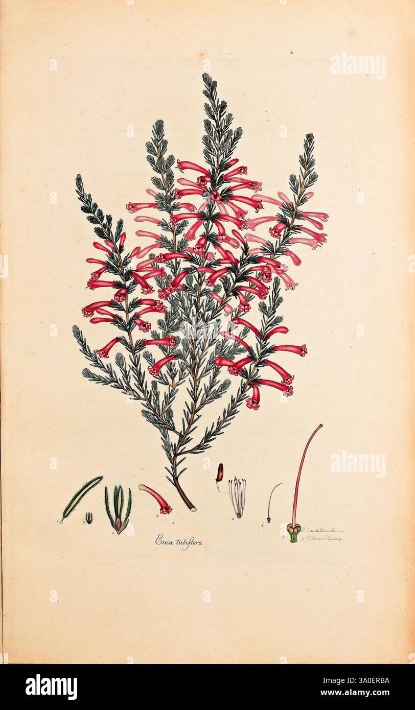 1802 19th century botany england erica ericaceae etching graphic media ...