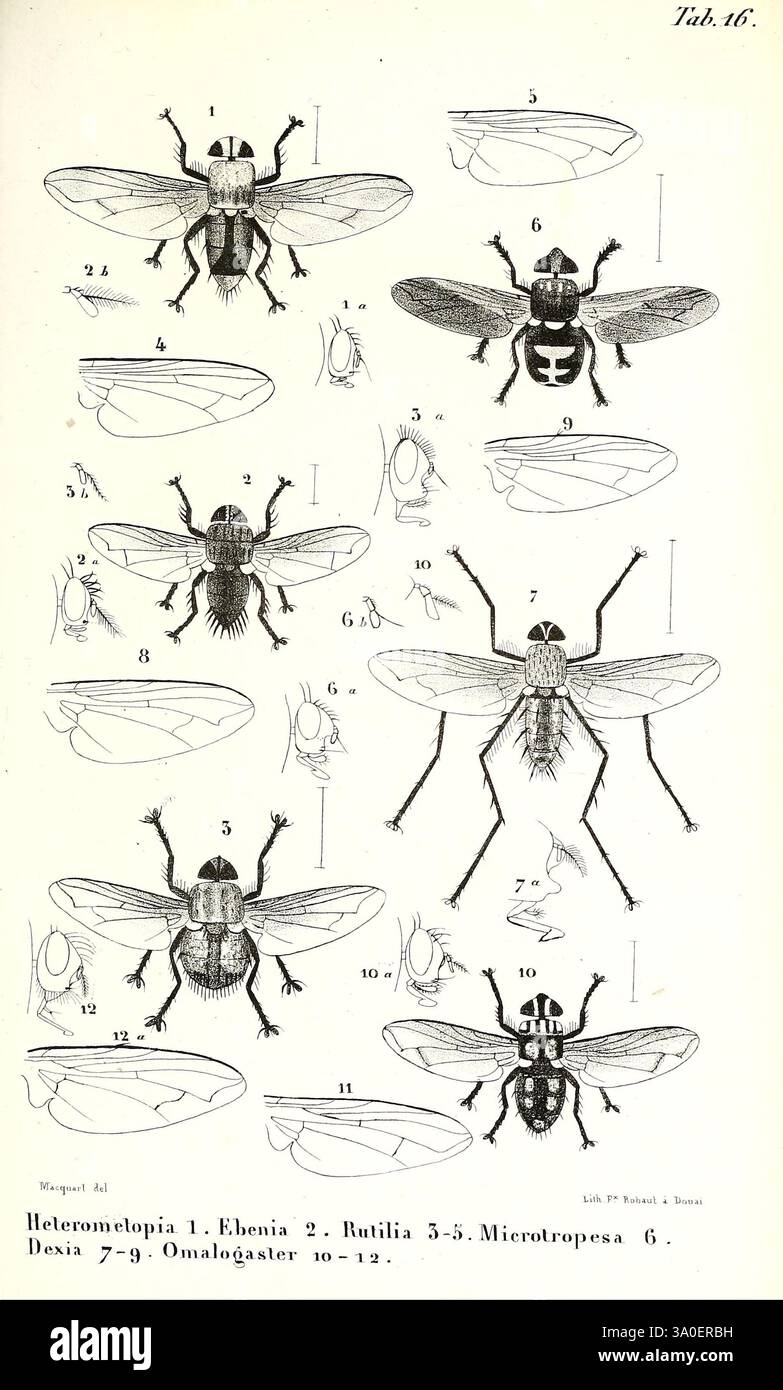 Omalogaster hi-res stock photography and images - Alamy